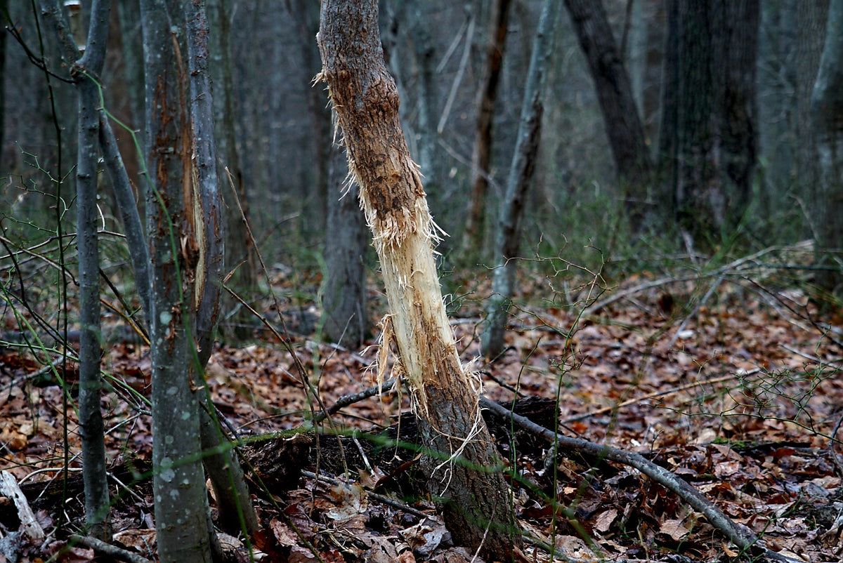 3 Ways to Evaluate Rubs to Determine A Buck’s Rack Size – Timber Ninja ...